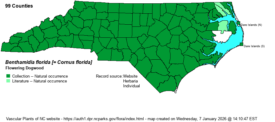 Cornus florida, White Flowering Dogwood | Knotty By Nature LLC